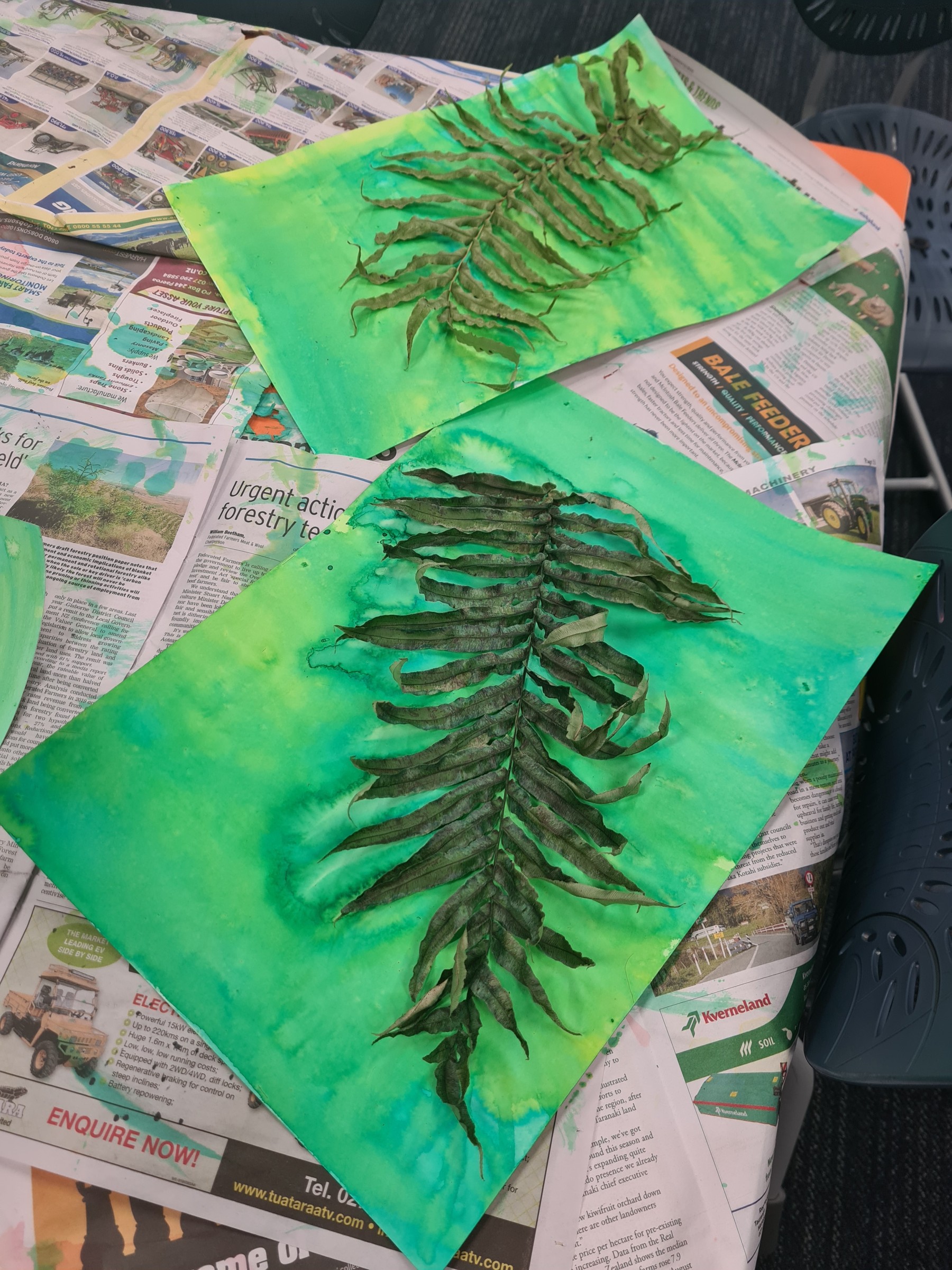 Wings of our Taonga » Wairakei Primary School