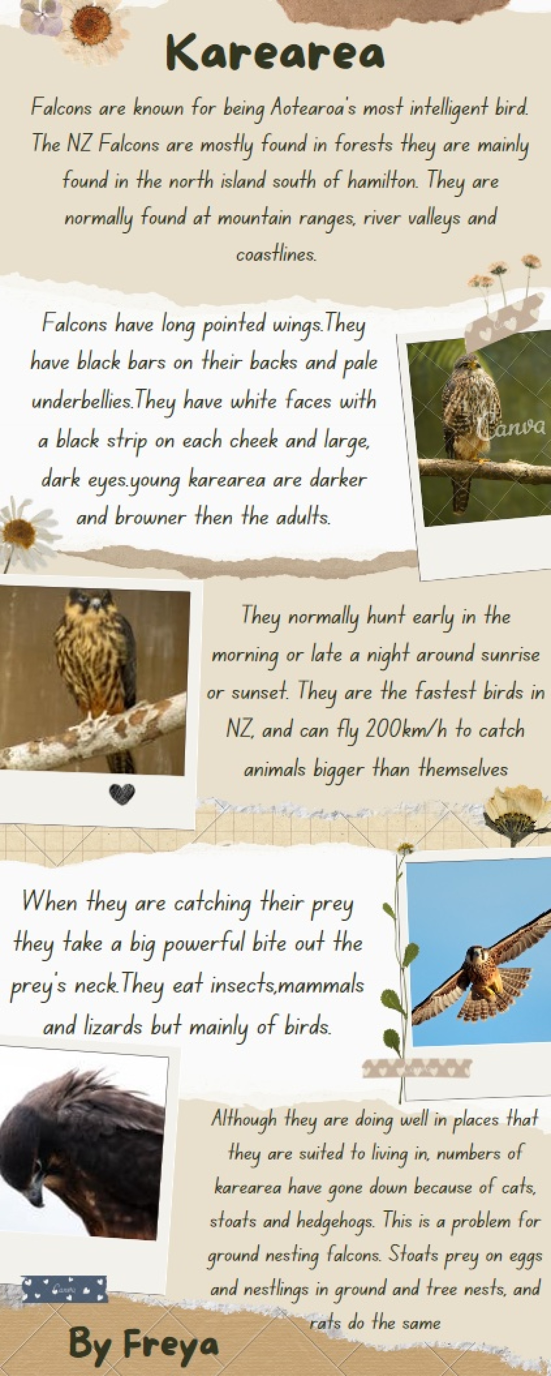 Wings of our Taonga » Wairakei Primary School